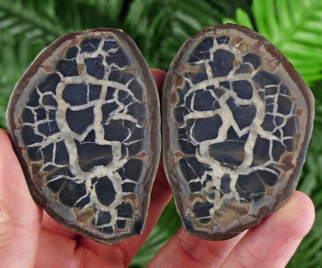 Septarian Nodule Geode, Big Septaria, Dragonstone, Aragonite, Septarian ...