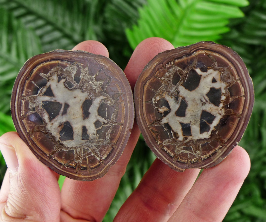Dragonstones Pair, Septarian Nodule Geode, Septaria, Dragonstone ...