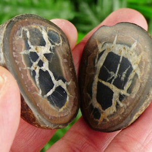 Dragonstones Pair, Septarian Nodule Geode, Septaria, Dragonstone ...
