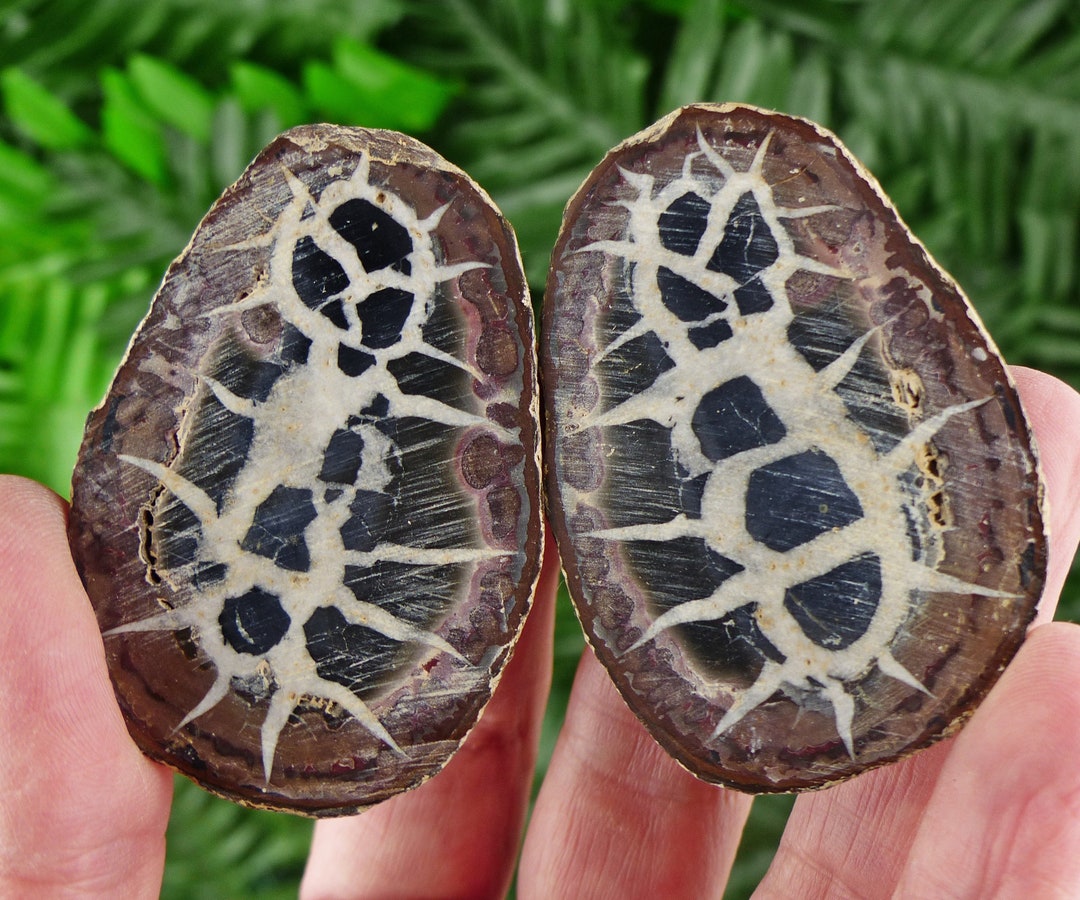 Dragonstones Pair, Septarian Nodule Geode, Septaria, Dragonstone ...