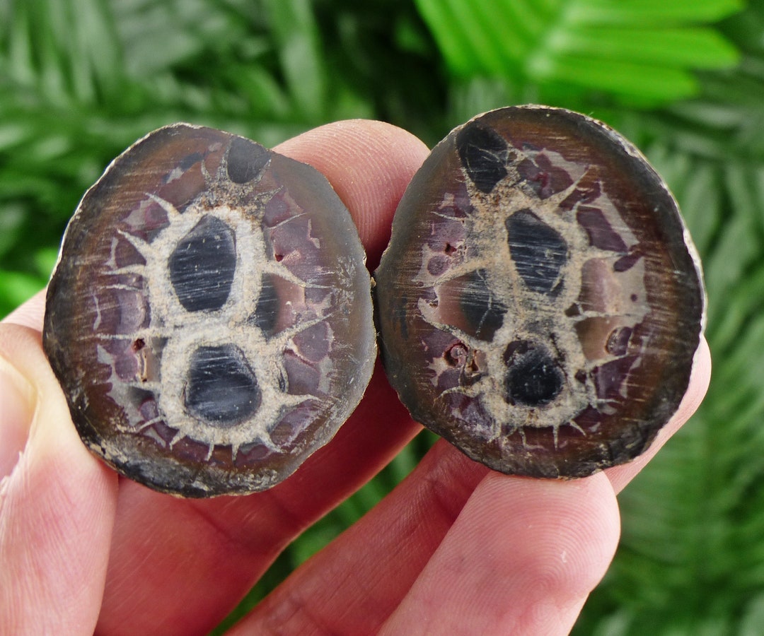 Dragonstones Pair, Septarian Nodule Geode, Septaria, Dragonstone ...