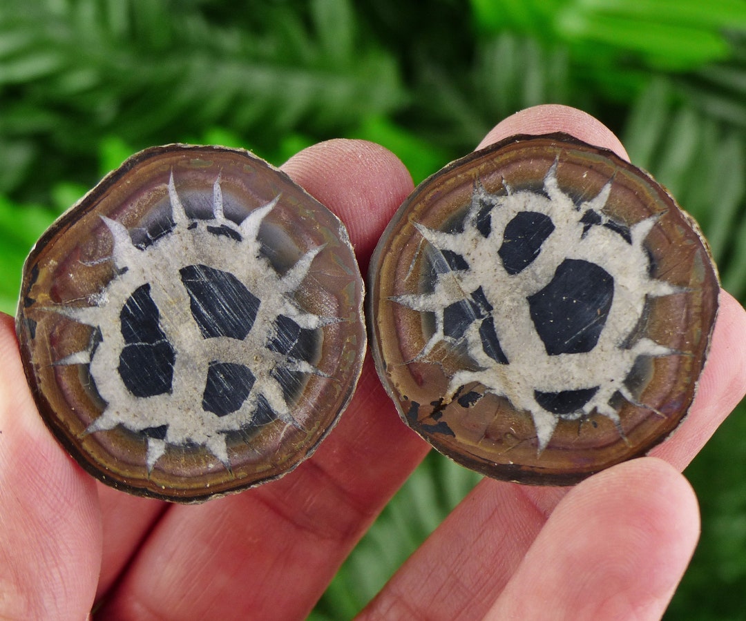 Dragonstones Pair, Septarian Nodule Geode, Septaria, Dragonstone ...