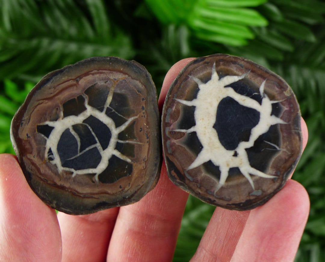 Dragonstones Pair, Septarian Nodule Geode, Septaria, Dragonstone ...