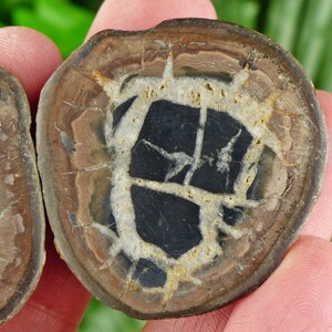 Dragonstones Pair, Septarian Nodule Geode, Septaria, Dragonstone ...