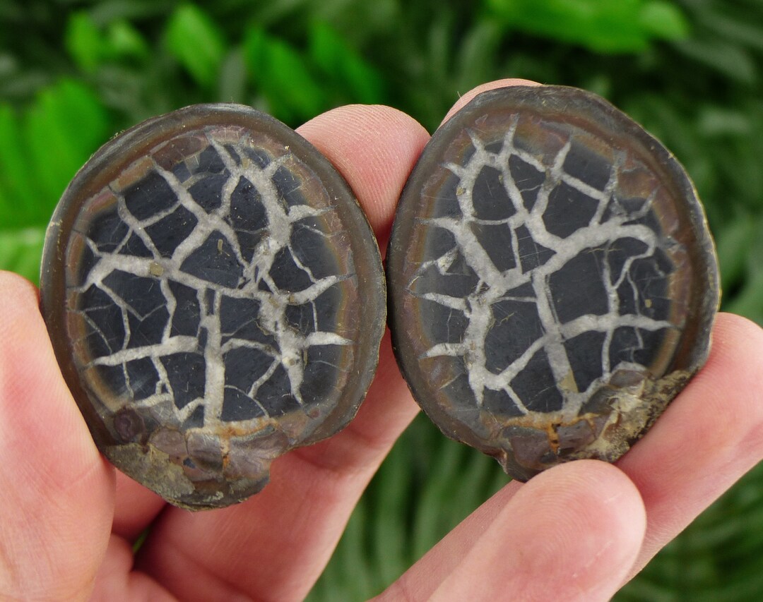Dragonstones Pair, Septarian Nodule Geode, Septaria, Dragonstone ...