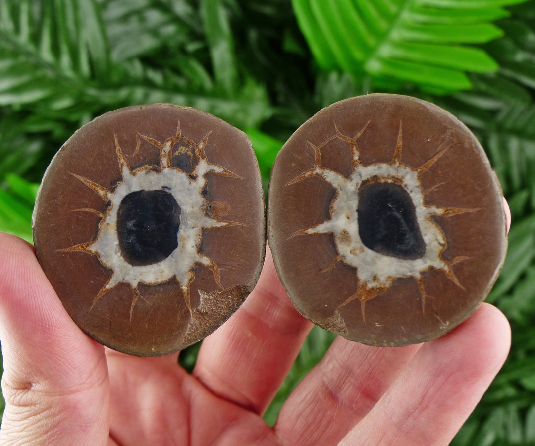 Dragonstones Pair, Septarian Nodule Geode, Septaria, Dragonstone ...