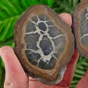 Dragonstones Pair, Septarian Nodule Geode, Septaria, Dragonstone ...