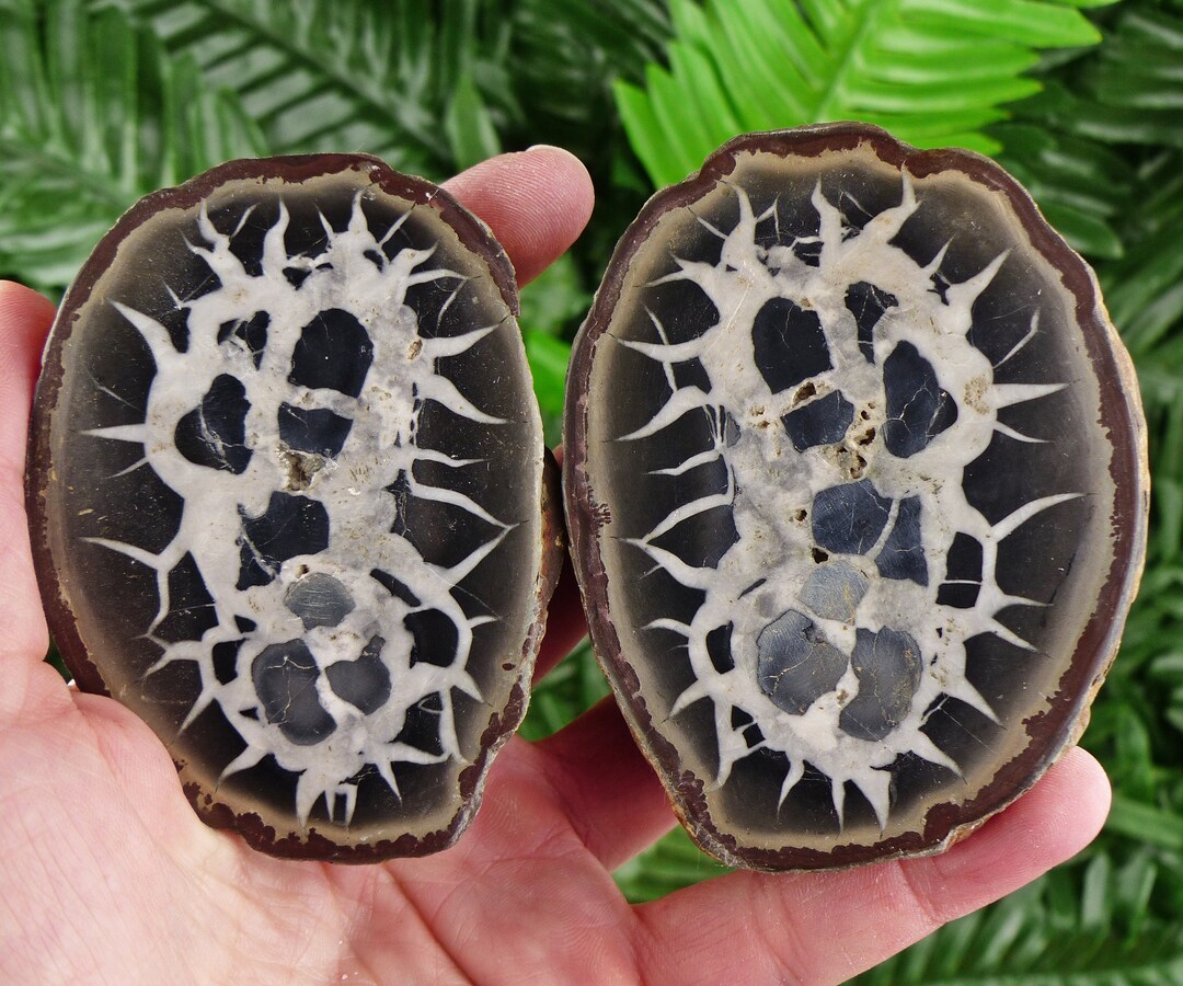 Dragonstones Pair, Septarian Nodule Geode, Septaria, Dragonstone ...