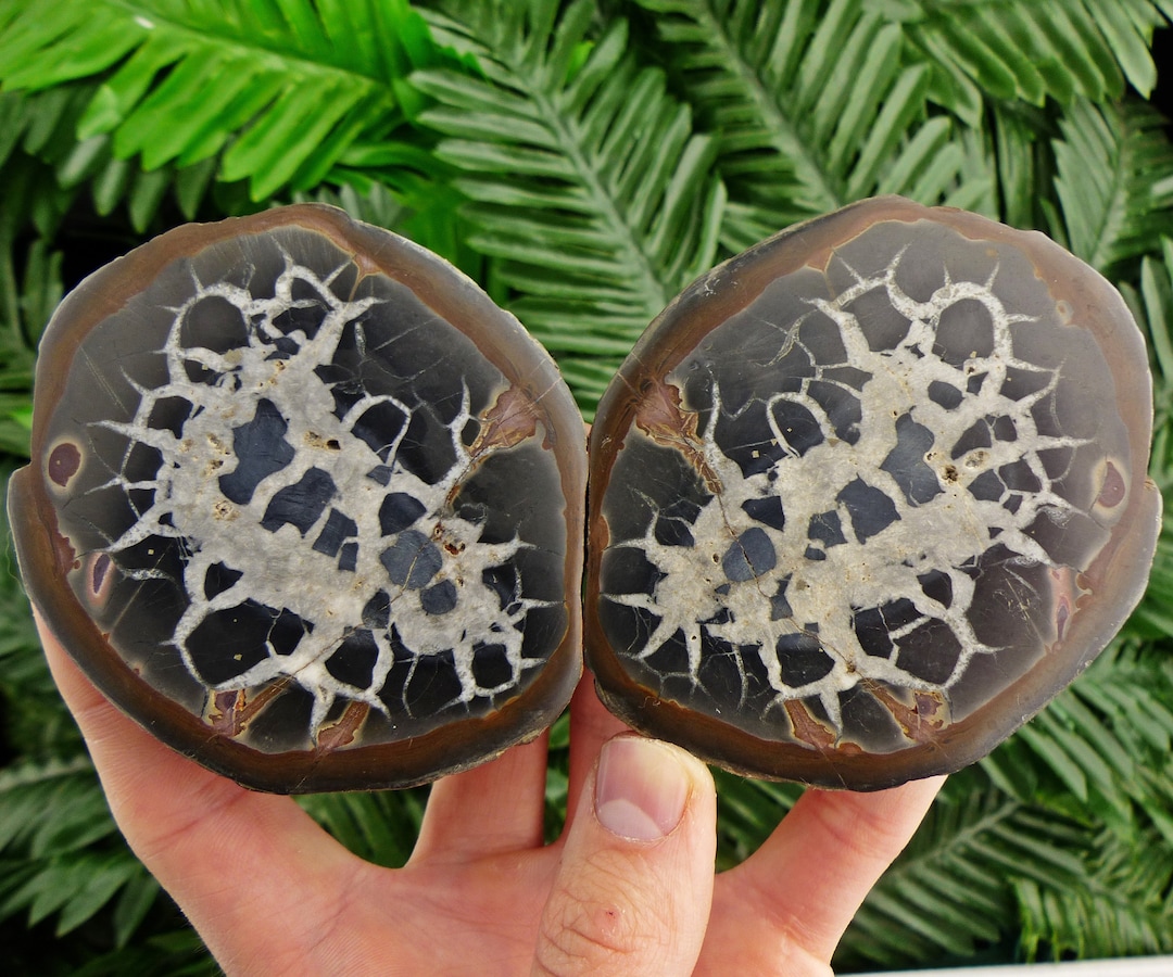 Dragonstones Pair, Septarian Nodule Geode, Septaria, Dragonstone ...