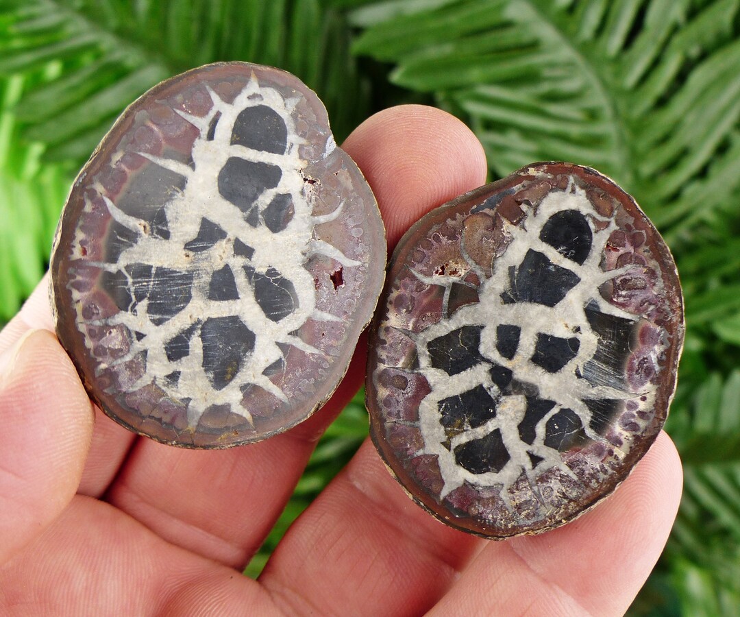 Dragonstones Pair, Septarian Nodule Geode, Septaria, Dragonstone ...