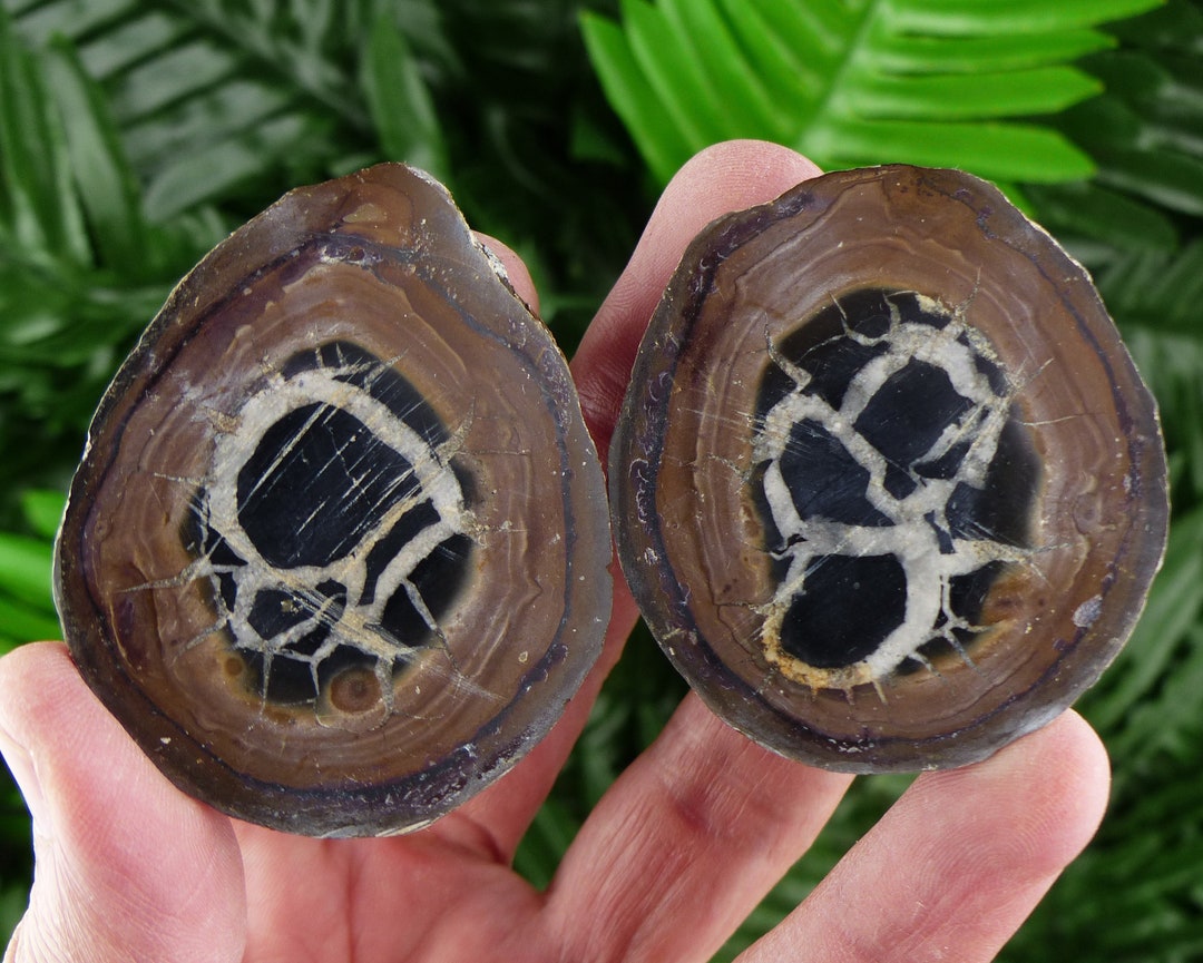 Dragonstones Pair, Septarian Nodule Geode, Septaria, Dragonstone ...