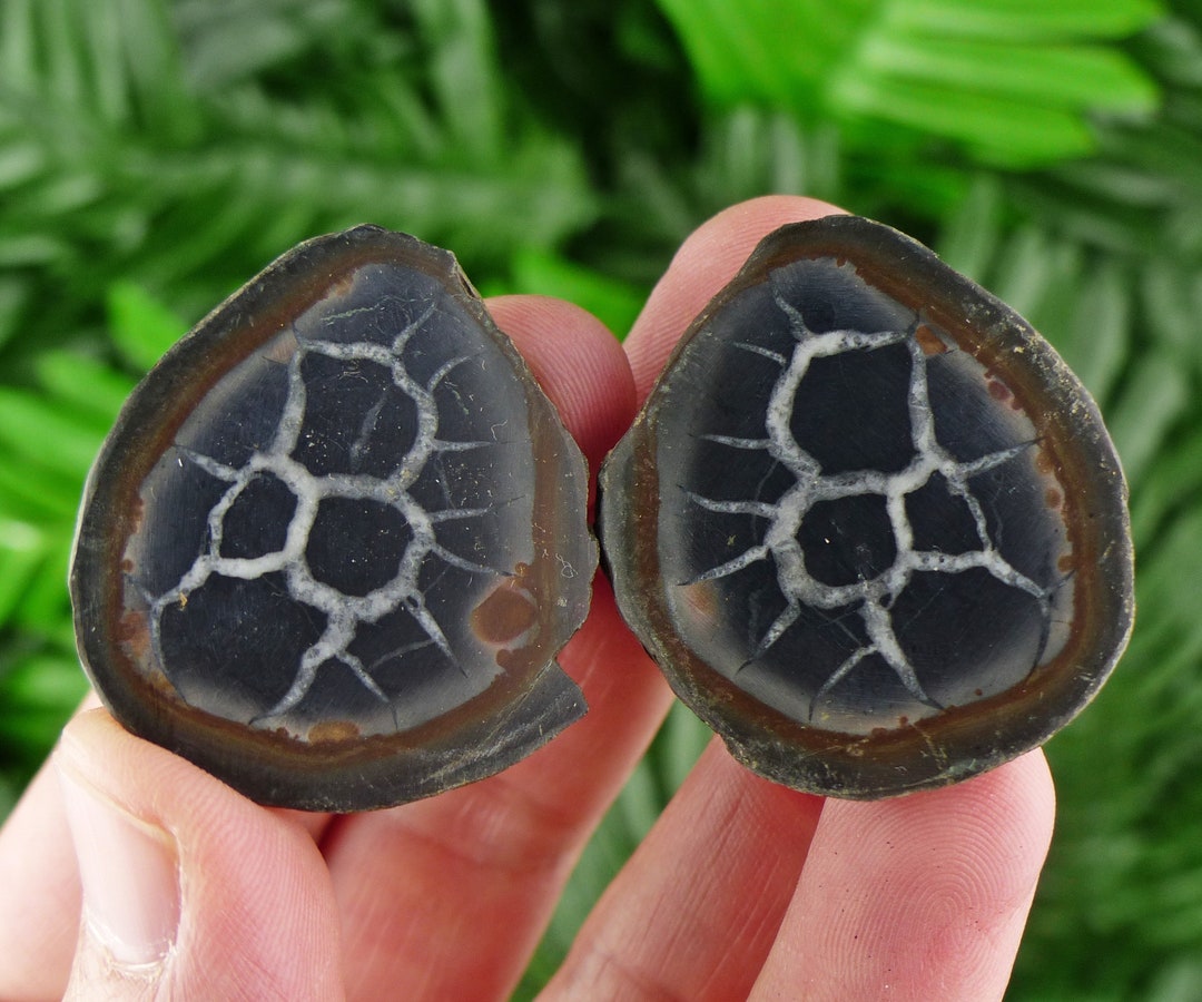 Dragonstones Pair, Septarian Nodule Geode, Septaria, Dragonstone ...