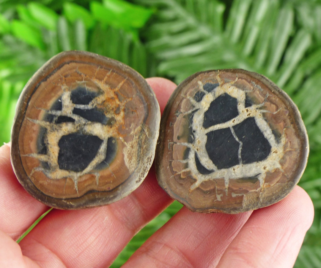 Dragonstones Pair, Septarian Nodule Geode, Septaria, Dragonstone ...