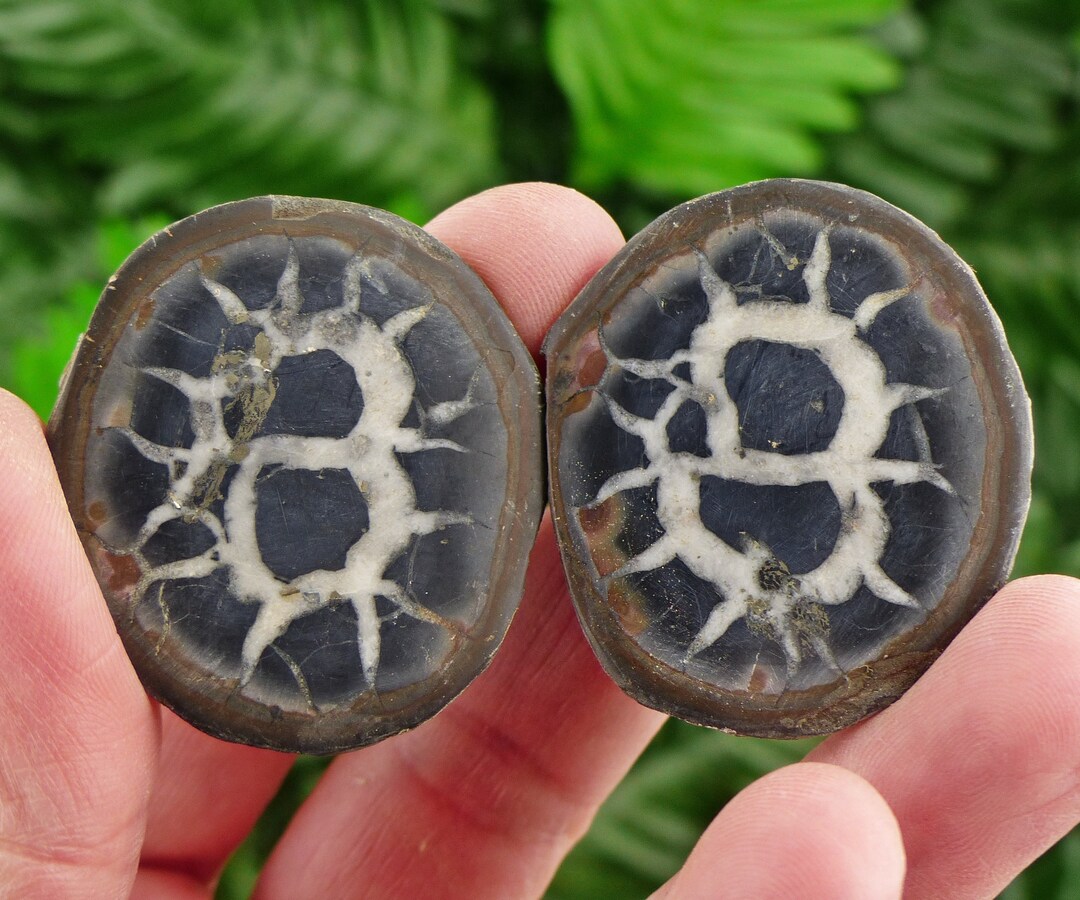 Dragonstones Pair, Septarian Nodule Geode, Septaria, Dragonstone ...