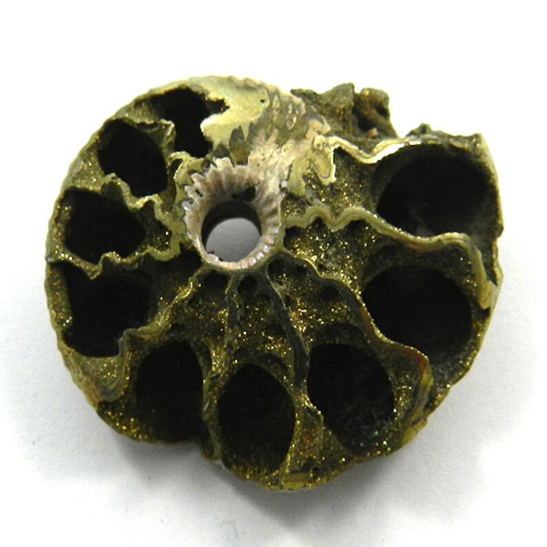 Natural russian pyrite ammonite fossil 38 x 32 mm polished | Etsy