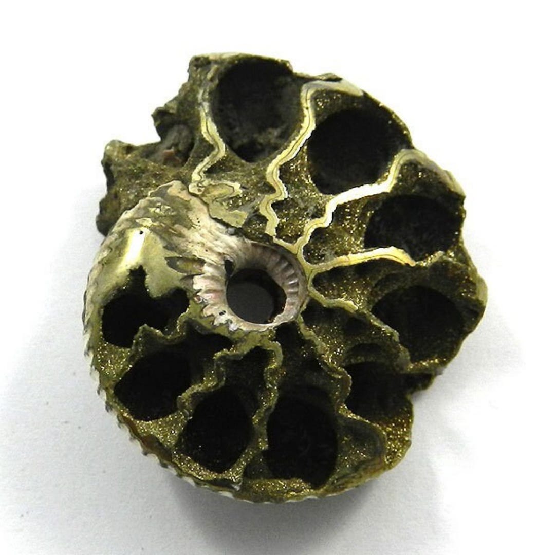 Natural Russian Pyrite Ammonite Fossil 38 X 32 Mm Polished Russian ...