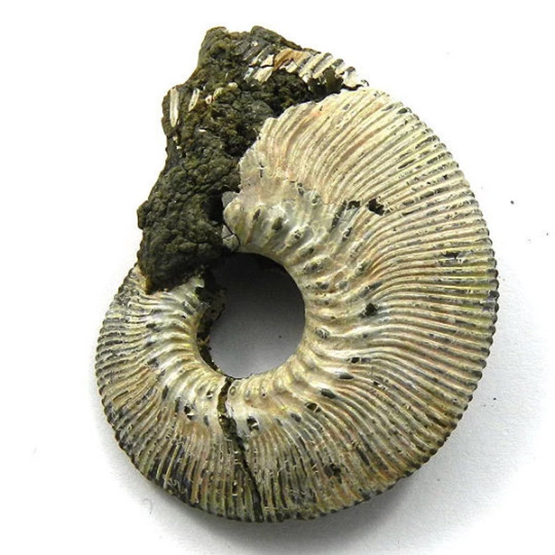 Natural Genuine Russian Pyrite Ammonite Fossil 47 X 36 Mm Polished ...