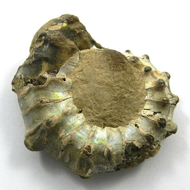 Natural Russian Pyrite Ammonite Fossil 45 X 37 Mm Polished - Etsy