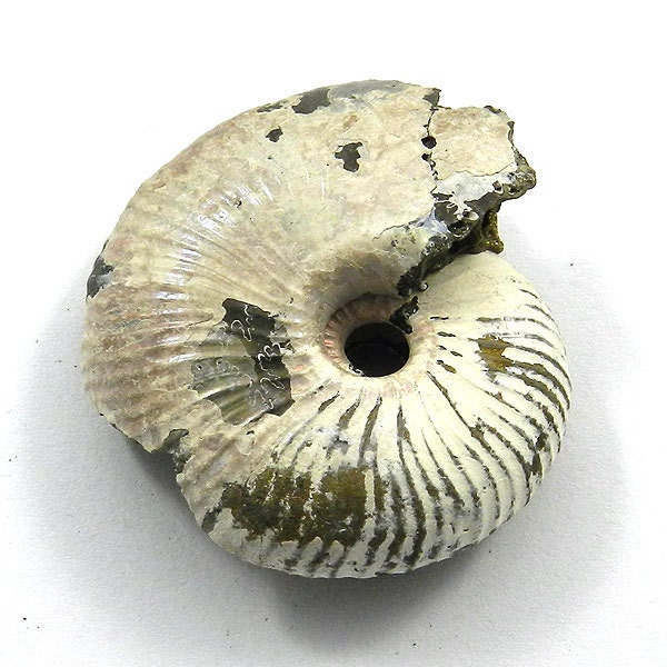 Natural Russian Pyrite Ammonite Fossil 38 X 32 Mm Polished Russian ...