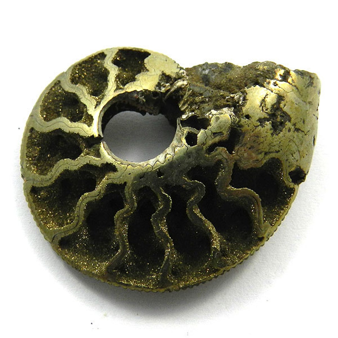 Natural Genuine Russian Pyrite Ammonite Fossil 47 X 36 Mm Polished ...