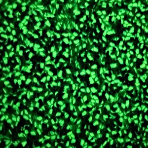 Small Glow in the Dark Firefly Bug Fake Polymer Clay Slice Sprinkles ...