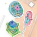 Cell Sticker Set of 3, Animal Cell, Bacteria Cell, Plant Cell Vinyl ...
