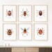 Tick Poster Set of 6 Tick Gallery Art Set Tick Parasite - Etsy
