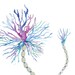 Neuron Poster Science Art Nervous System Print wall decor | Etsy
