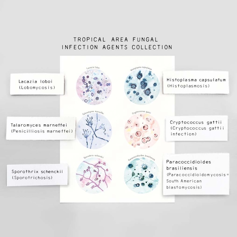 Tropical Area Fungal Infection Agents Collection Art Print, Science ...