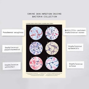 Canine Skin Infection Causing Bacteria Collection Vintage Style Art ...