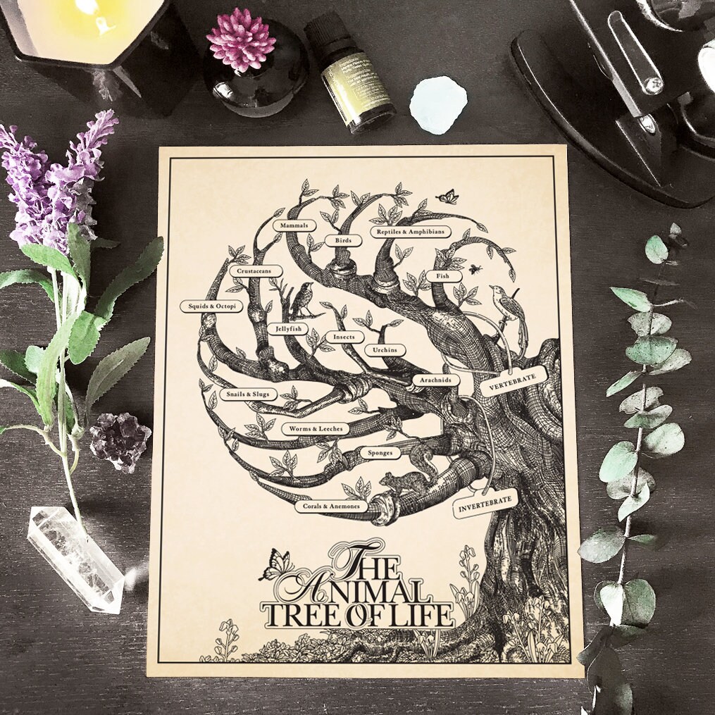 The Animal Tree of Life Poster Biology Print Wall Decor | Etsy