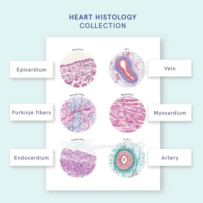 Heart Histology Collection Poster Science Art Biology - Etsy