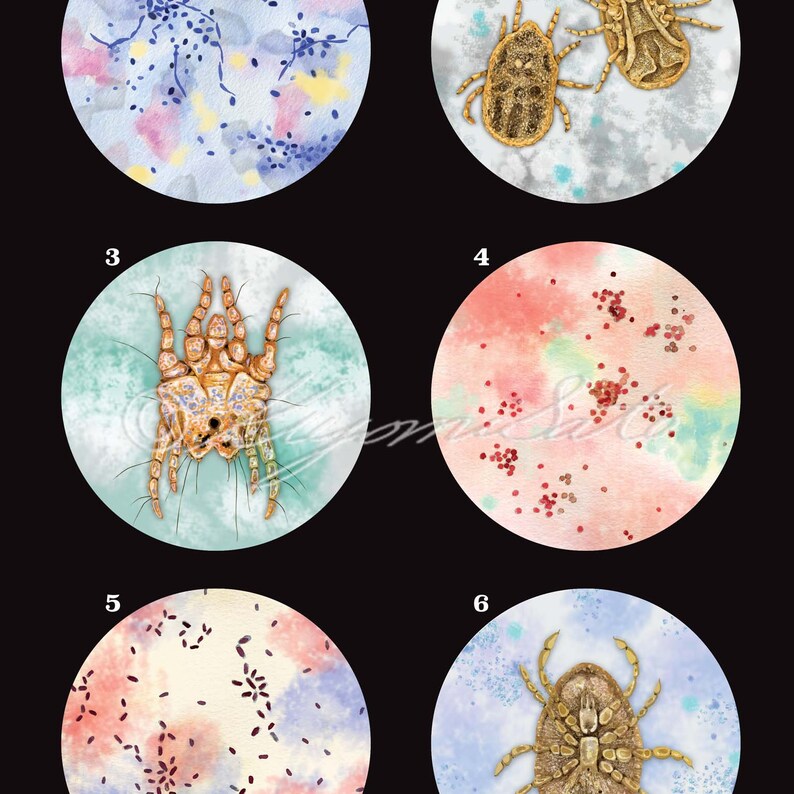 Canine Ear Infection Agents Collection, Dog Veterinary Art Print ...