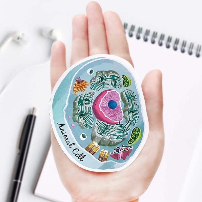 Animal Cell Cross Section Vinyl Sticker Unique Science Decal | Etsy