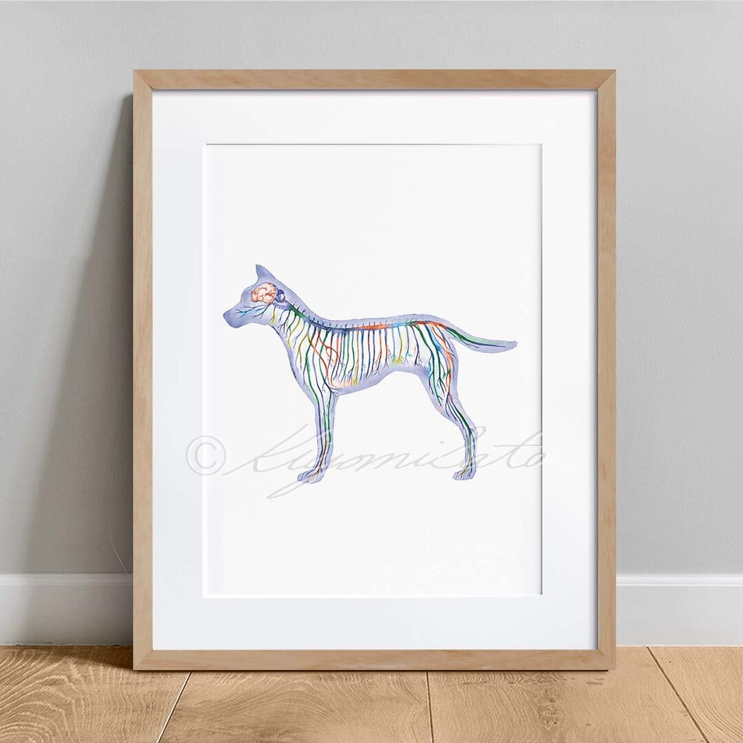Canine Nervous System, Blue Vertical, Science Art Poster, Dog Anatomy ...