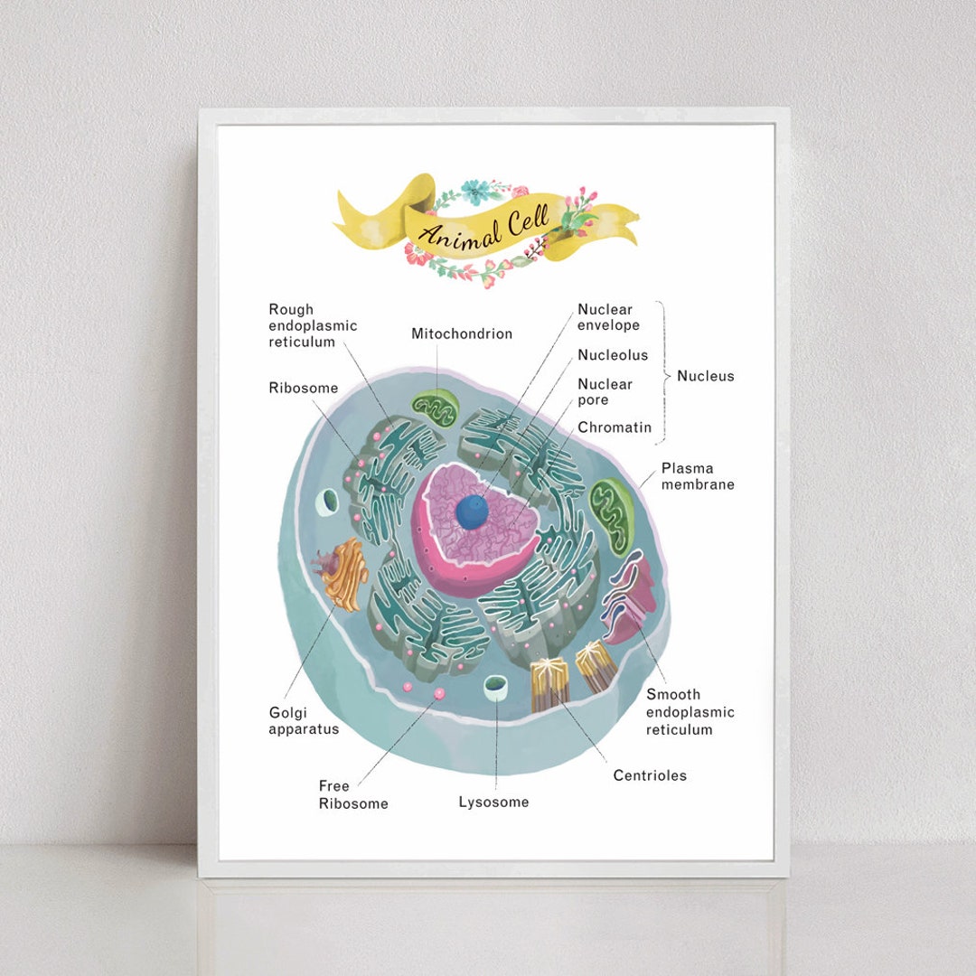 Animal Cell Cross Section Poster, Science Art, Print, Microbiology ...