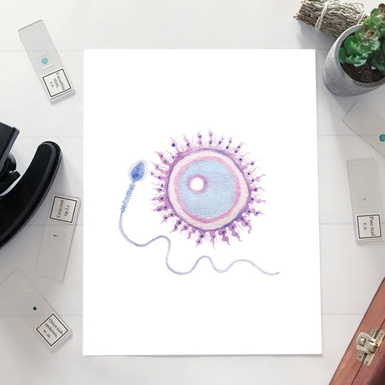 Reproductive Cells Biology Poster Science Art Print Wall | Etsy