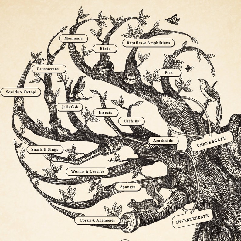 The Animal Tree of Life Poster Biology Print Wall Decor - Etsy