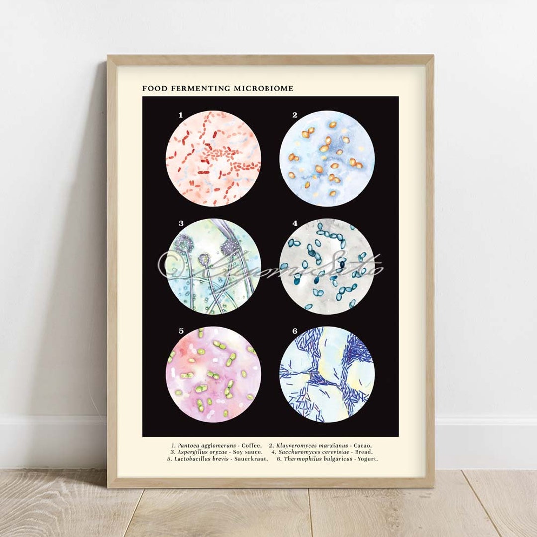 Food Fermenting Microbiome Collection Poster, Vintage Style Bacteria ...