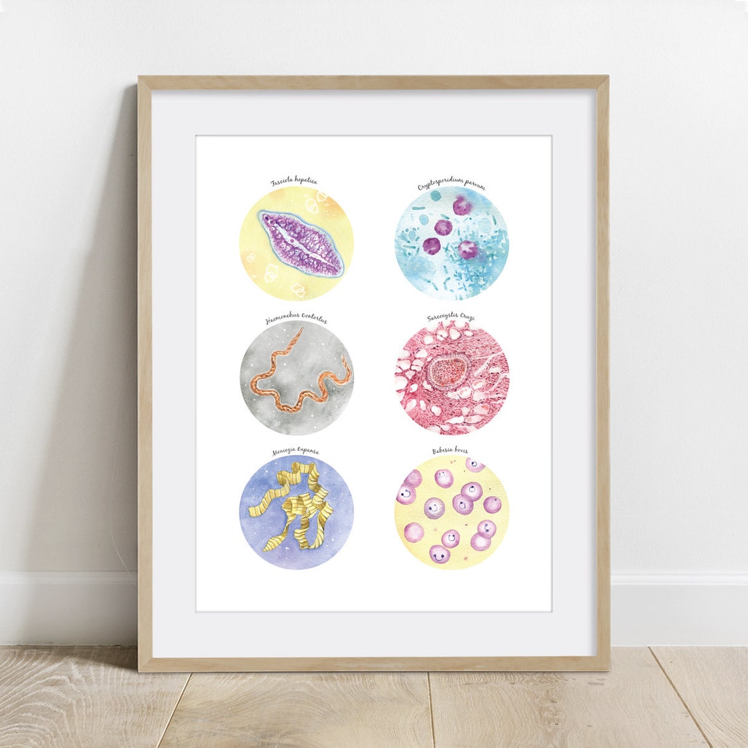 Ruminant Parasites Collection, Science Art Poster, Microbiology Print ...