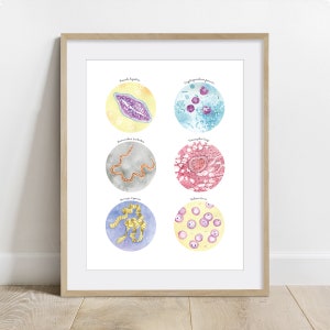 Ruminant Parasites Collection, Science Art Poster, Microbiology Print ...