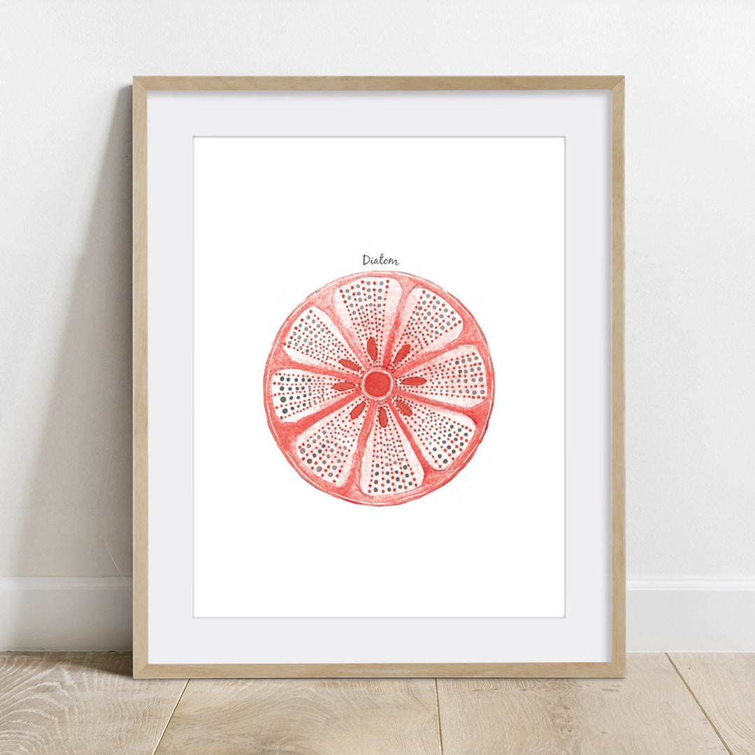 Diatom Round Shape, Microbiology Wall Decor, Biology Poster, Science ...