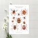 Tick Sticker, Parasite Sticker, Parasitology Sticker, Tick Collection ...