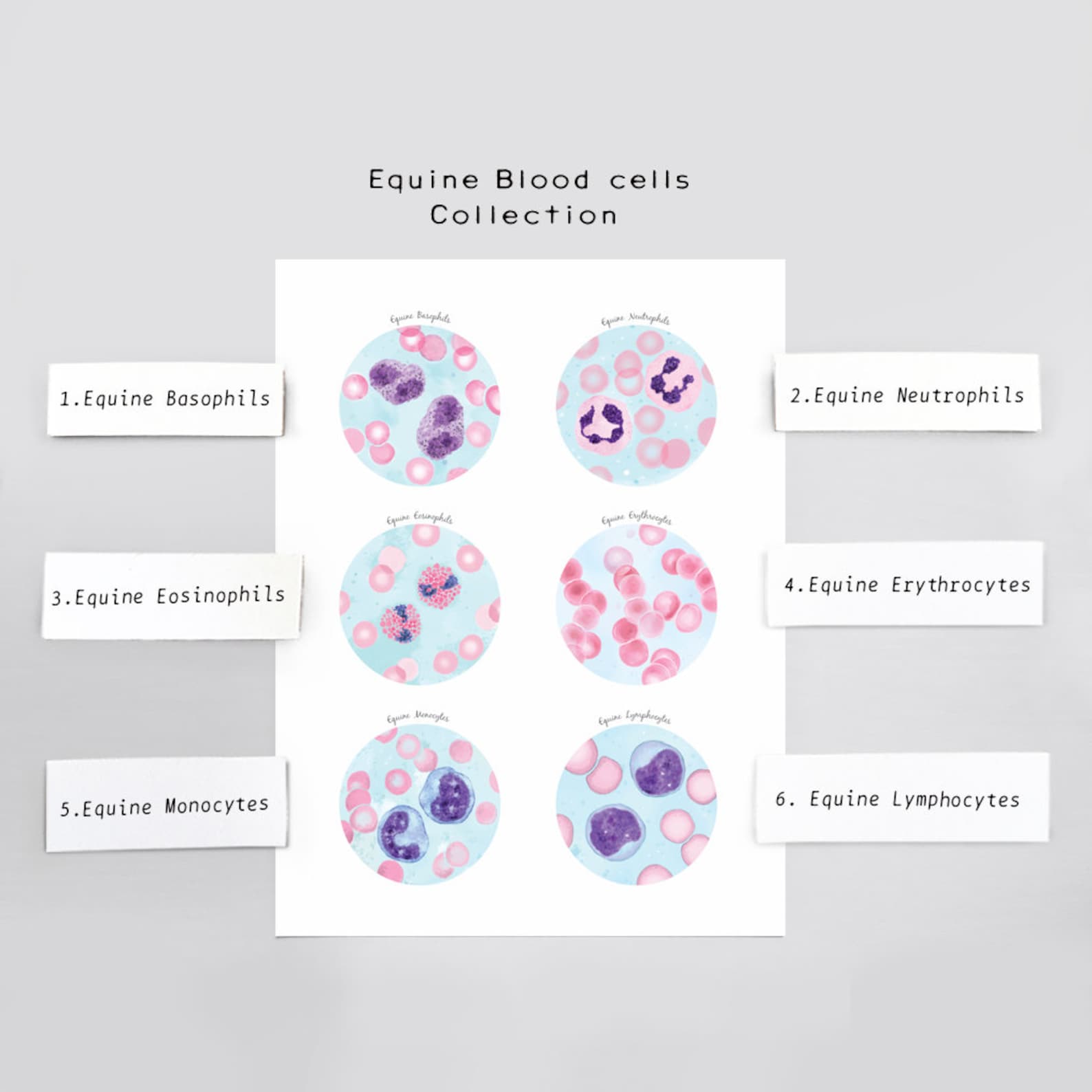 Equine Blood Cells Collection, Veterinary Art Print Decor, Horse ...