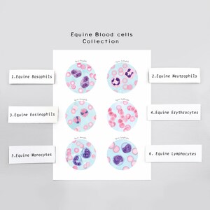 Equine Blood Cells Collection, Veterinary Art Print Decor, Horse ...