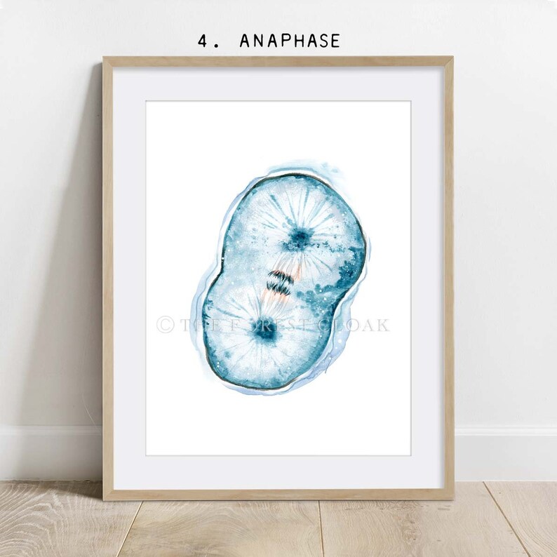 Mitosis 6 Print Set Biology Art Poster Science Art Gift | Etsy