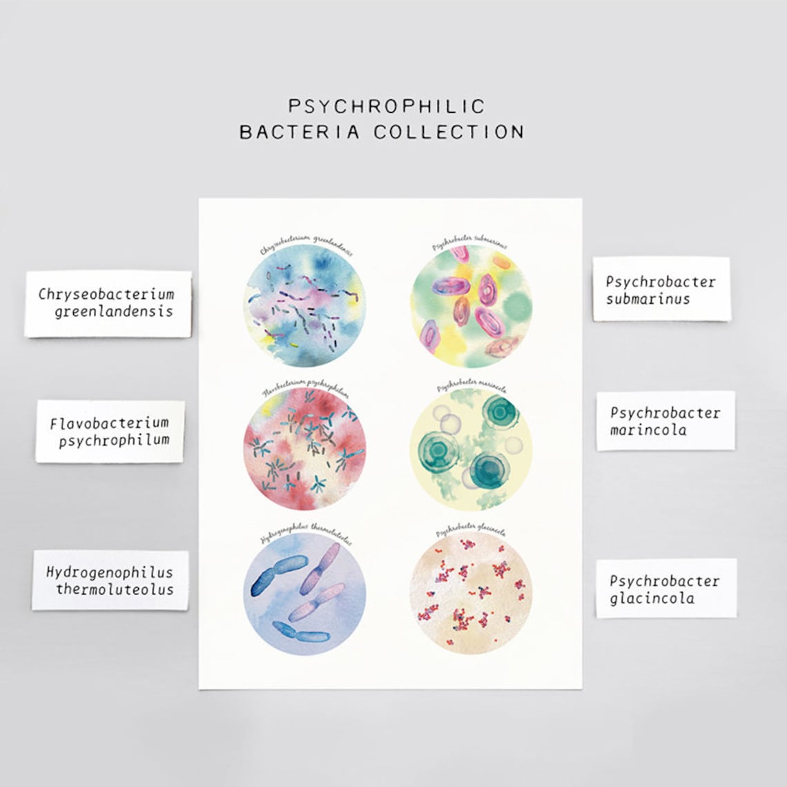 Psychrophilic Bacteria Poster Science Art Microbe Print - Etsy