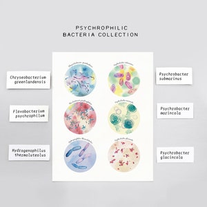 Psychrophilic Bacteria Poster, Science Art, Microbe Print, Microbiology ...