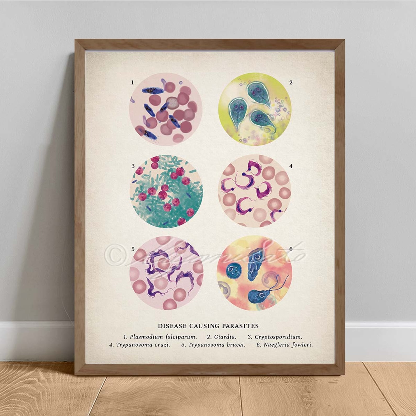 Disease Causing Parasite Collection, Old Academia Style Science Art ...