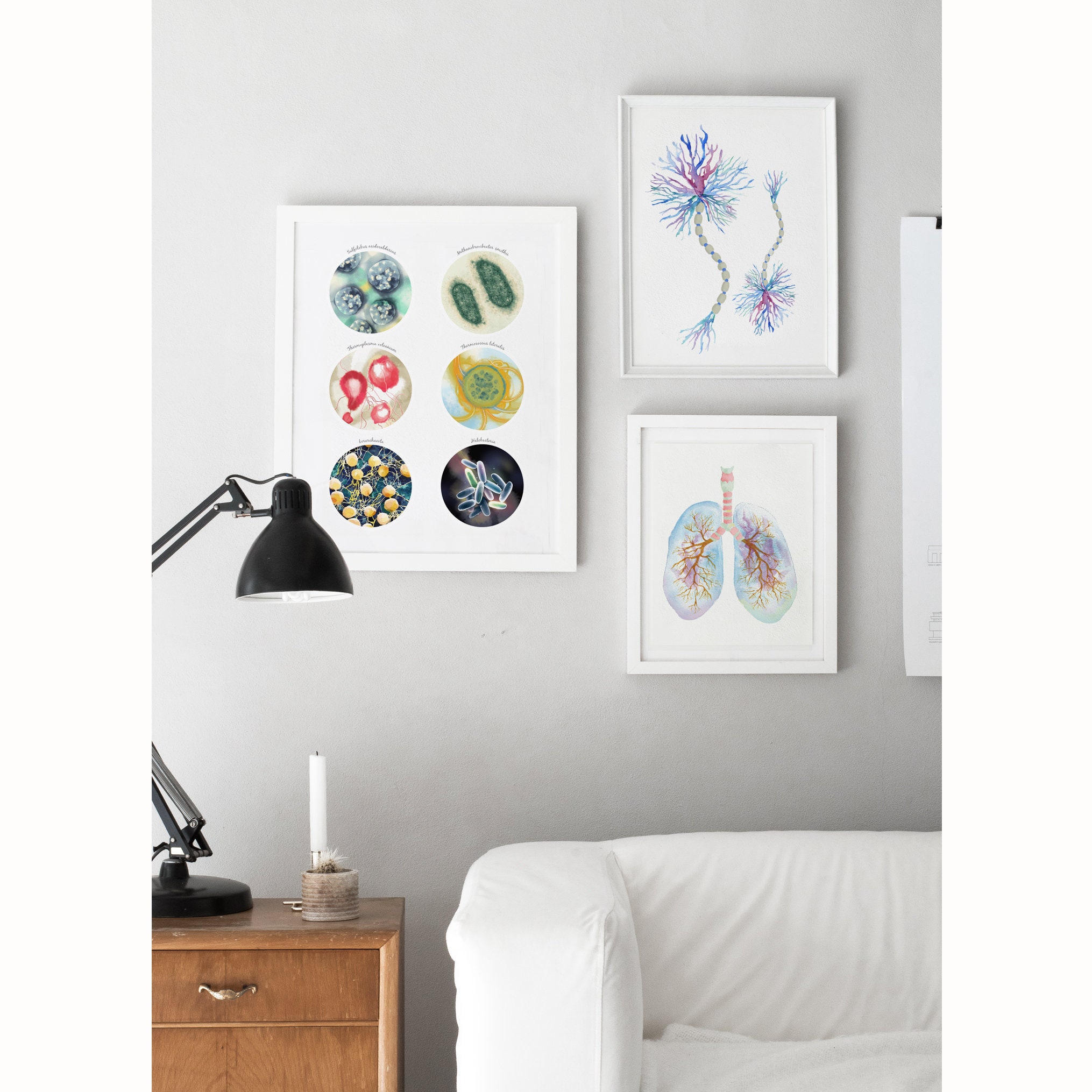Ancient Bacteria Collection Art, Archaea, Archaebacteria, Science Art ...
